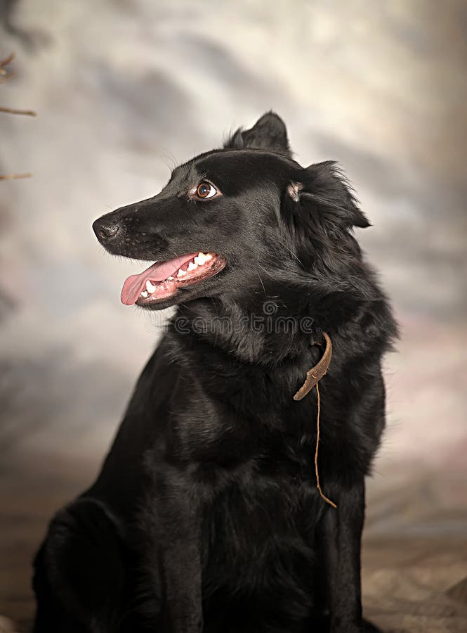Black Mongrel Dog in the Studio Stock Photo - Image of brown, animal ...
