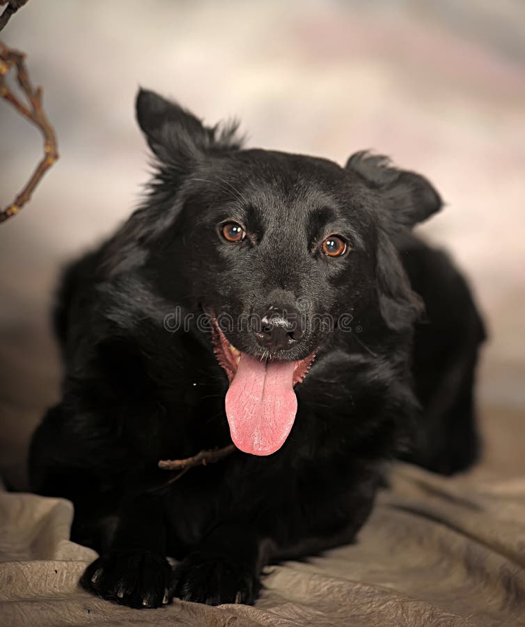Black Mongrel Dog in the Studio Stock Photo - Image of adorable, furry ...