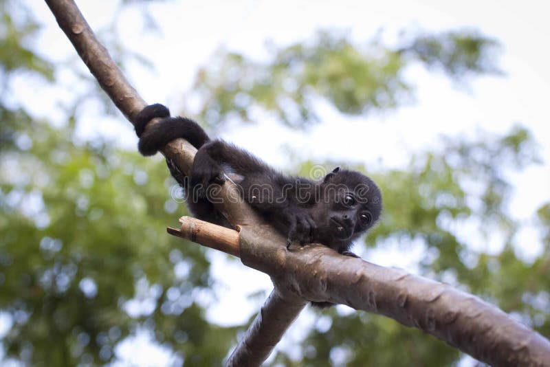 Black Monkey Hugging Tree Branch Picture. Image: 109914400