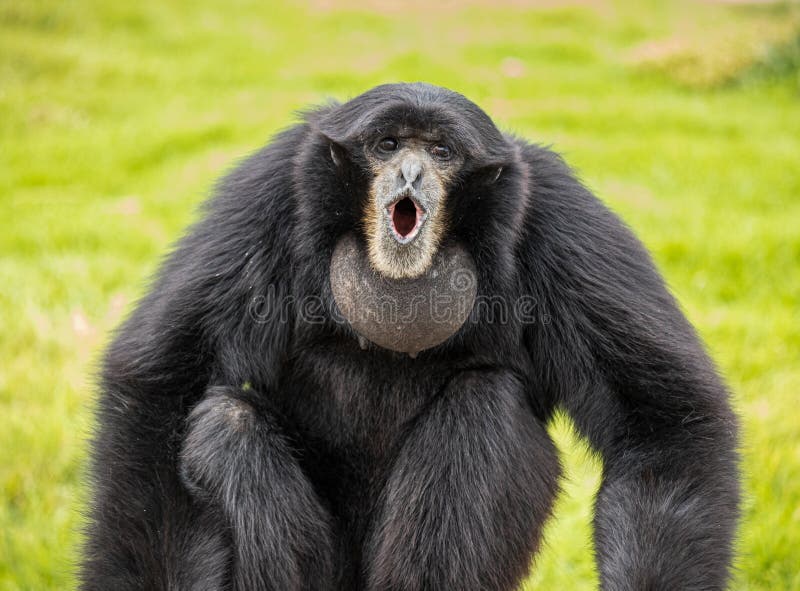 Black Monkey With An Open Mouth On The Grass Foto de Stock - Imagem de ...