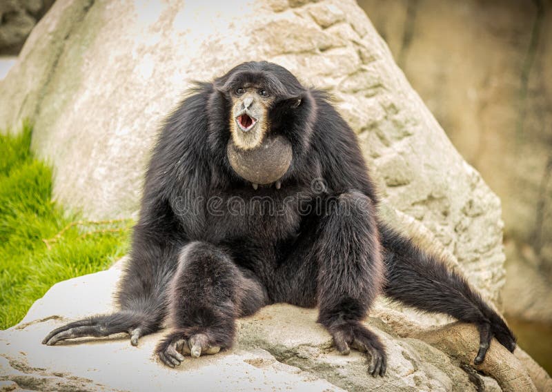 Black Monkey with an Open Mouth Sitting on a Stone Stock Image - Image ...