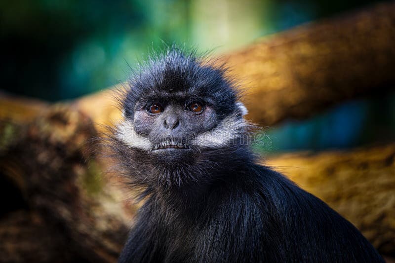 Black Monkey Perched on a Tree Branch. Stock Photo - Image of monkey ...