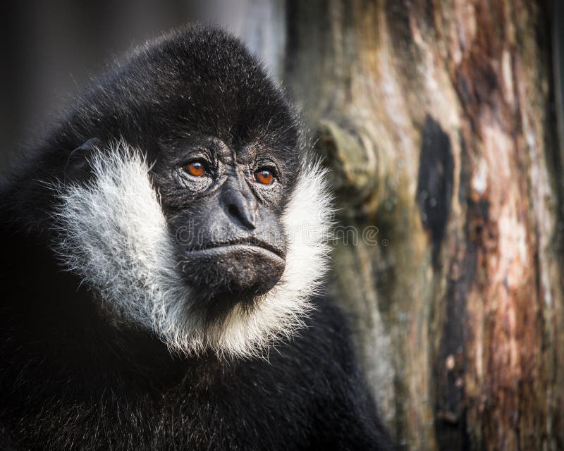 Black monkey stock image. Image of black, mammal, closeup - 36412073