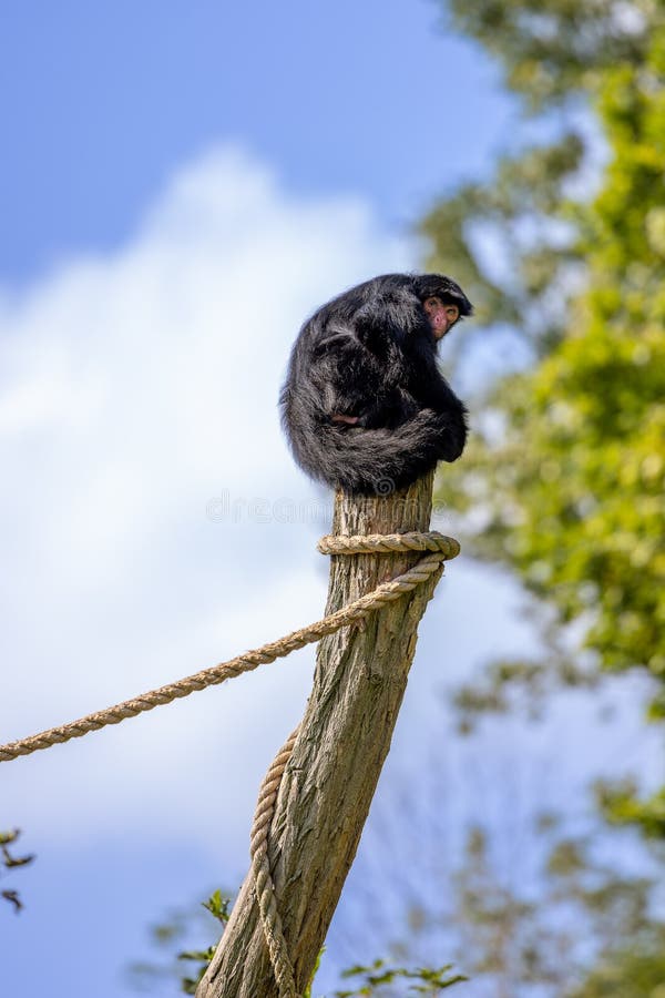 A Black Monkey Sitting on Top of a Rope Tied To a Tree Stock Photo ...