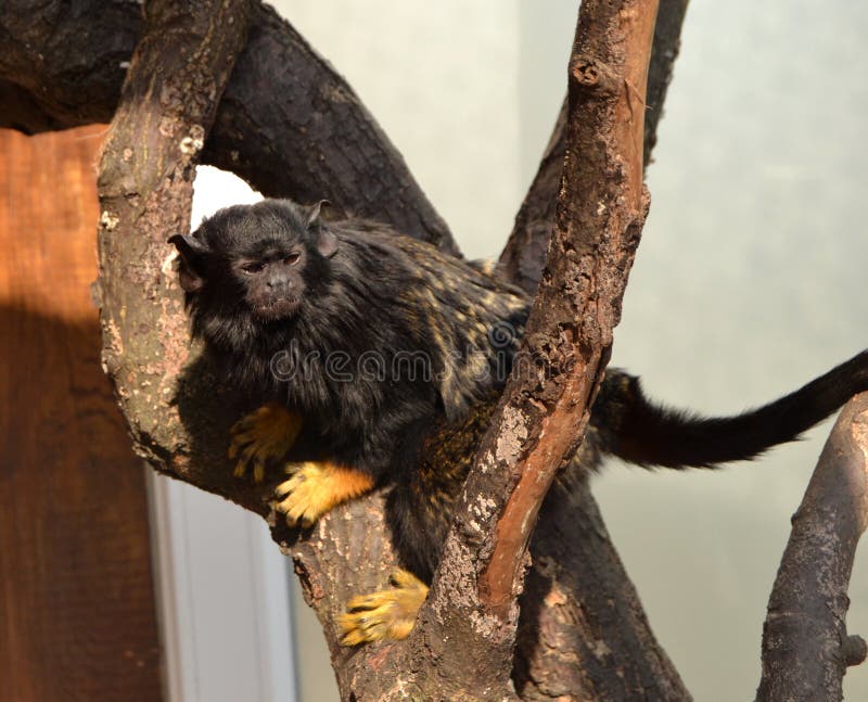 Black Monkey Sitting on Tree Branch in Zoo Stock Photo - Image of ...