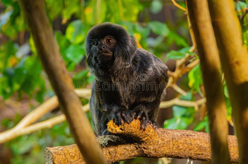 Black Monkey on a Tree Branch in a Forest Stock Photo - Image of black ...