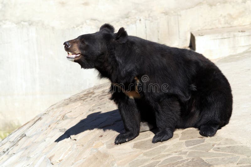 Black moon bear stock photo. Image of himalayan, asiatic - 4335232