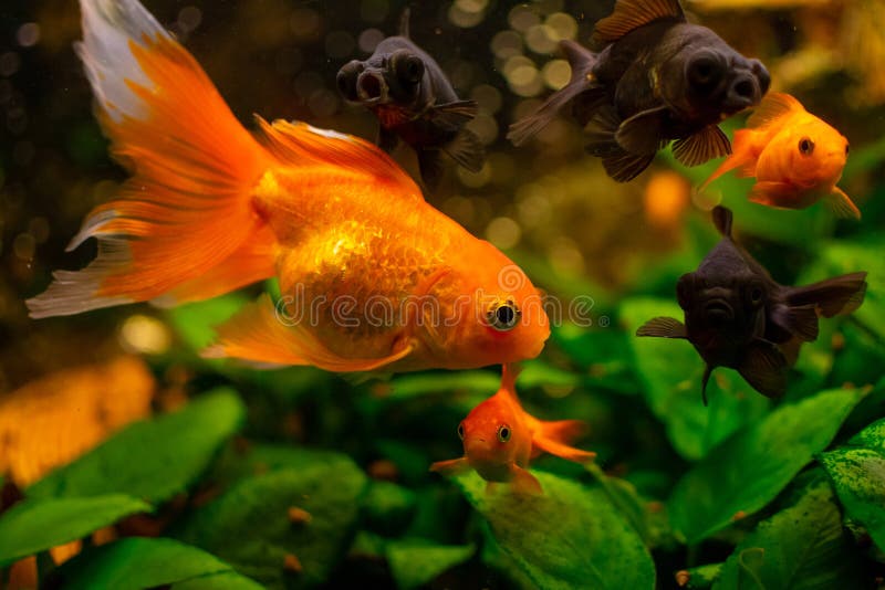Black Moor Goldfish and Common Goldfish in Freshwater Aquarium Stock ...