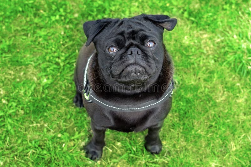 Black Mops Pug Dog Sitting and Looking Up into the Camera Stock Photo ...