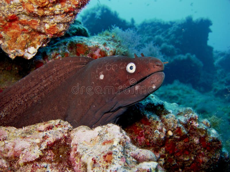 Black Moray Eel - La Palma - Spain Stock Photo - Image of ocean, diving ...