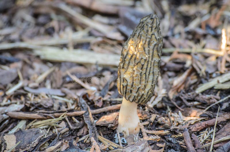 Black Morel or Morchella Conica Stock Photo - Image of spring ...