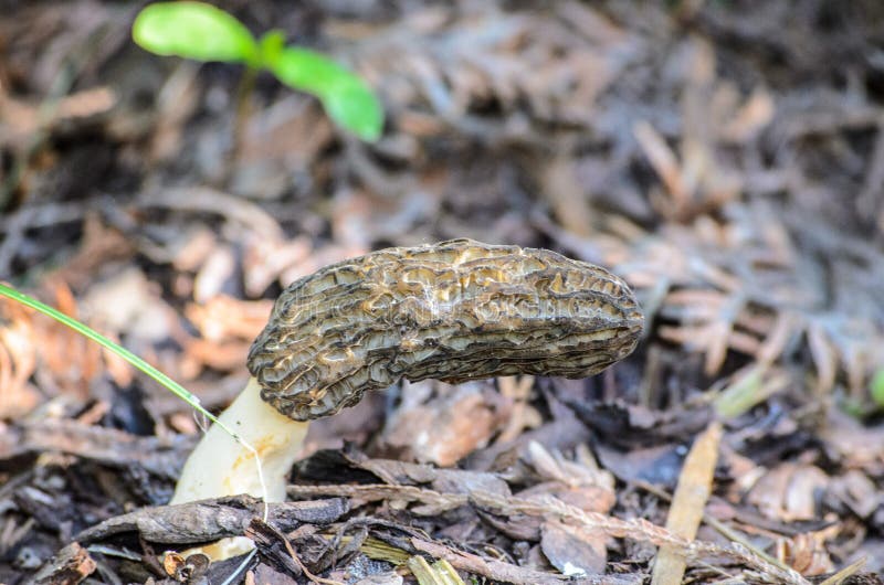 Black Morel or Morchella Conica Stock Image - Image of morchella ...