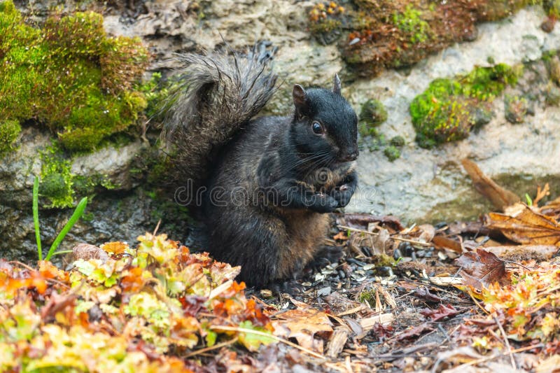 Black Morph of an Eastern Gray Squirrel Crouching in Garden Under a ...
