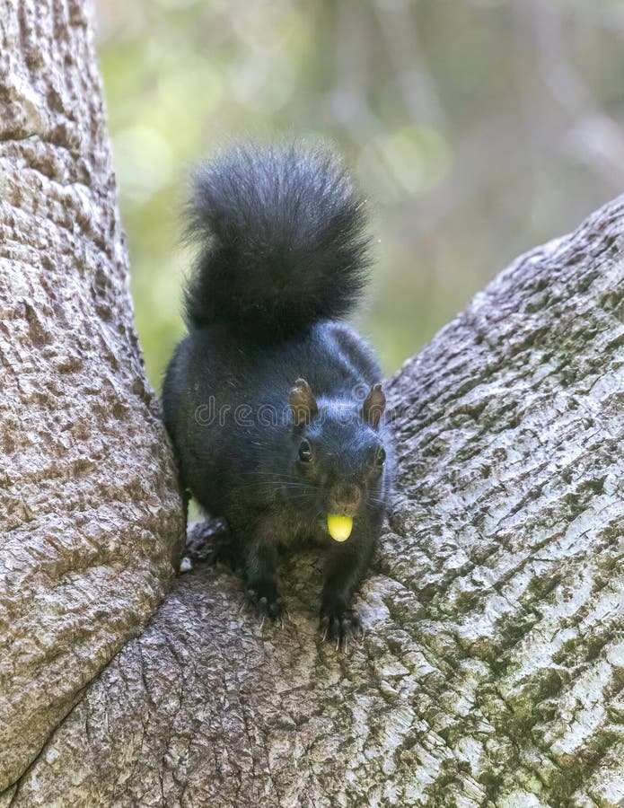 Black-morph Eastern Gray Squirrel with Oak Acorn Stock Image - Image of natural, squirrel: 295663347
