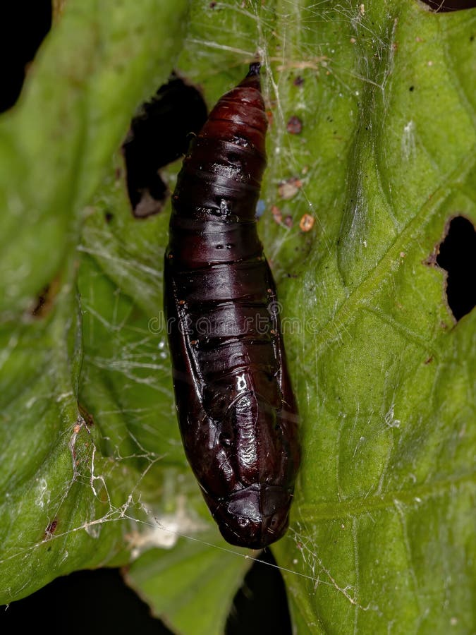 Black moth cocoon stock image. Image of black, lepidoptera - 240407841