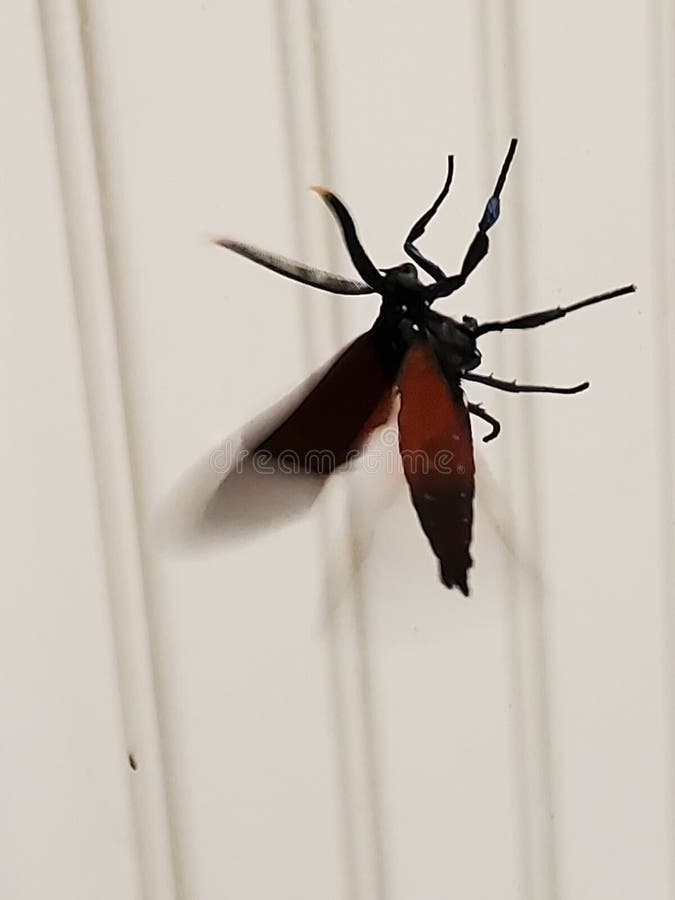 Black moth taking flight stock image. Image of animal - 202734899