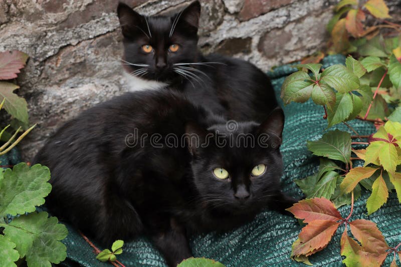 Black Mother Cat with Kitten. Nursing Cat.Black Mother Cat with Kitten ...