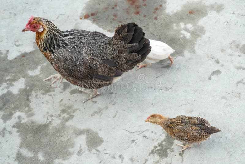 A Black Mother Chicken and Two Baby Chicken Walking in the Yard Stock ...