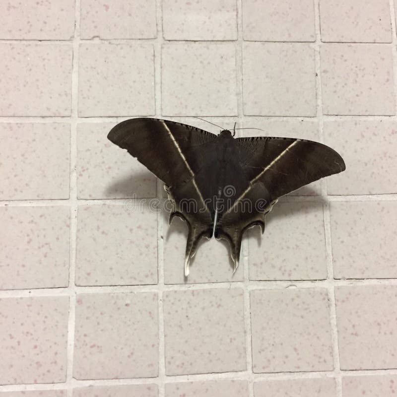 Black moths stock image. Image of black, insect, moths - 96677379