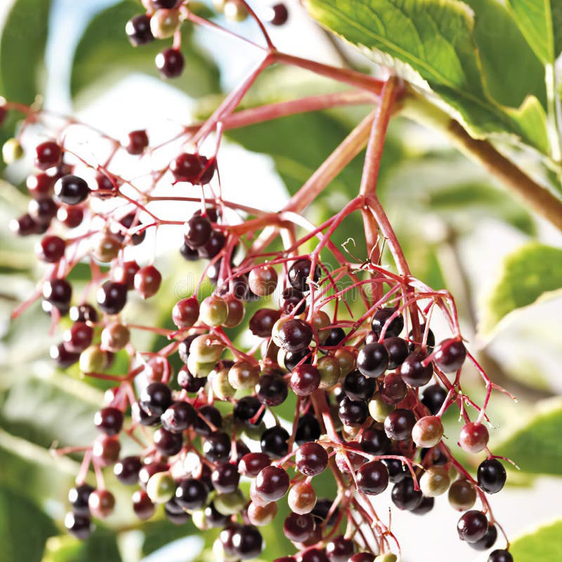 Black Mountain Ash Branch, Close Up. Stock Photo - Image of plant ...