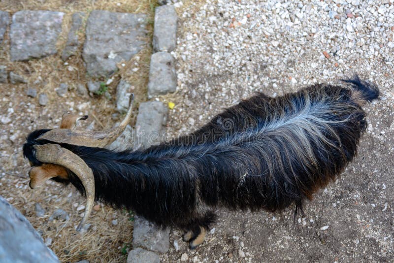 Black Mountain Goat View from Above Stock Photo - Image of beautiful ...