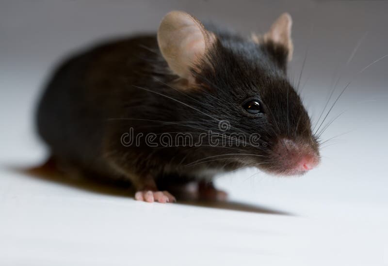 Black mouse stock photo. Image of rodent, research, genetics - 22305808