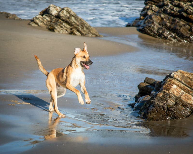 Black Mouth Cur - Breed on the Beach Stock Photo - Image of mouth ...