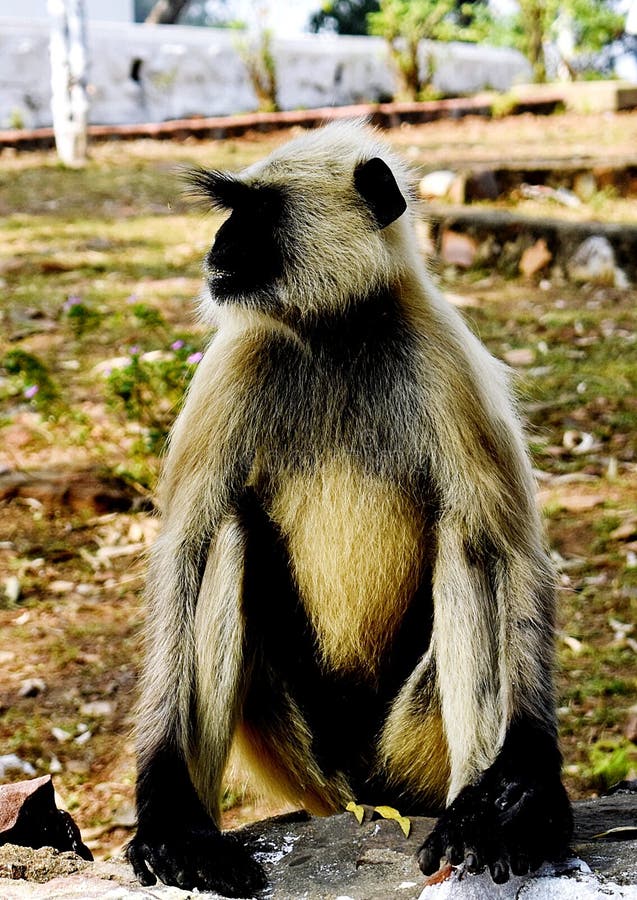 A black mouth monkey stock photo. Image of monkey, mouth - 223929168