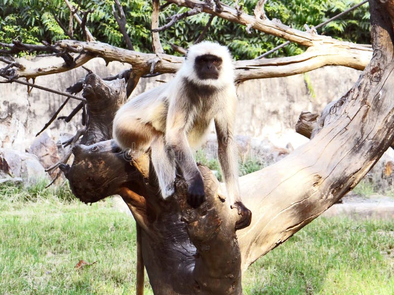 Black mouth monkey stock photo. Image of primitive, animal - 129818486