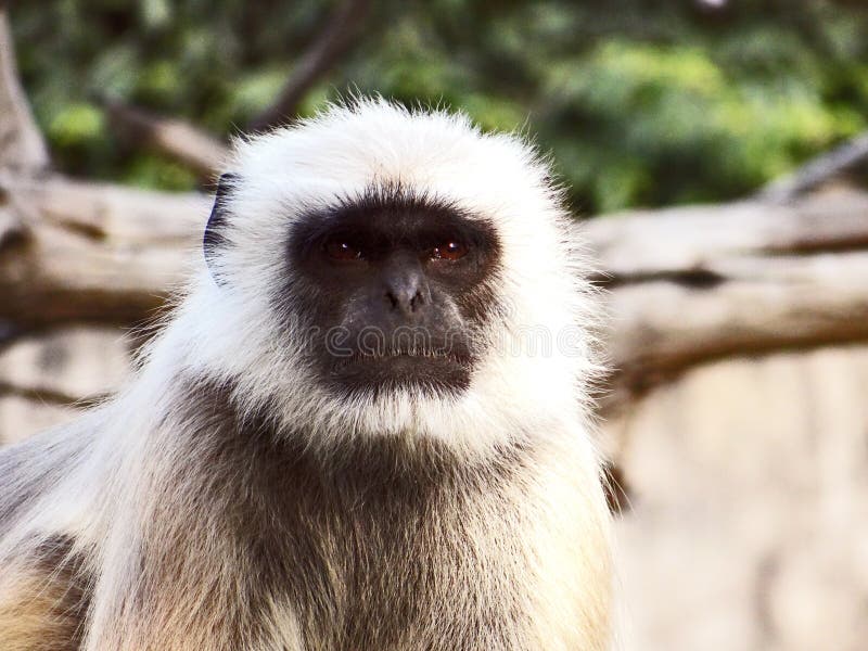 Black mouth monkey stock photo. Image of mammal, monkey - 129818562