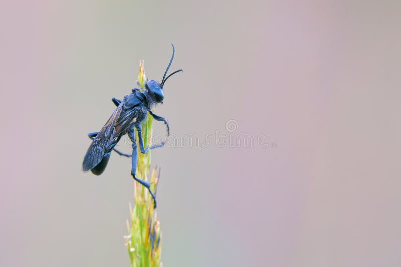 289 Dauber Insect Stock Photos - Free & Royalty-Free Stock Photos from ...