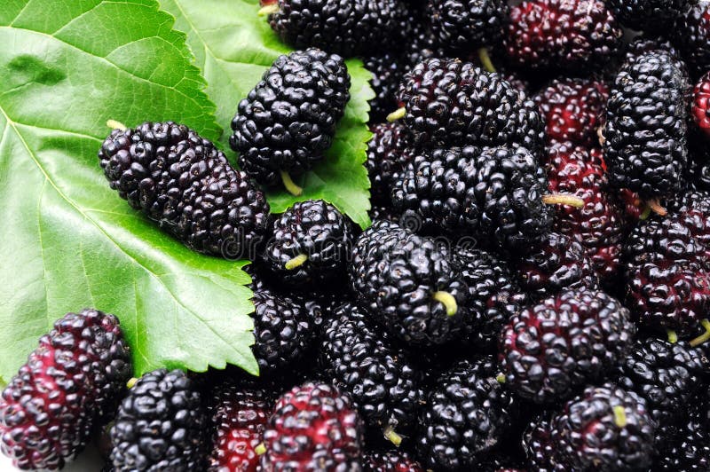 14,110 Black Mulberry Stock Photos - Free & Royalty-Free Stock Photos ...