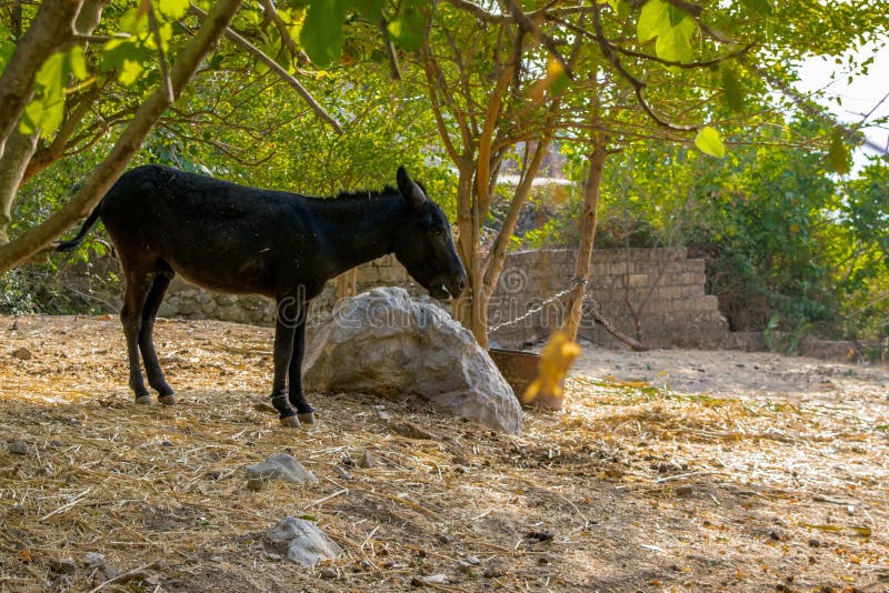 Black Mule Taking a Rest Under Trees in a Farm in Chefchaouen, Morocco ...