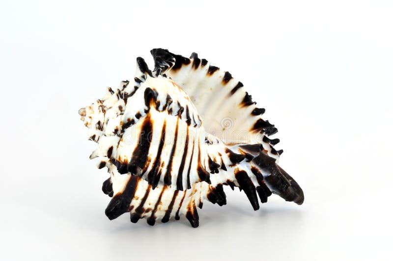 Black murex shell isolated stock photo. Image of shell - 15525672