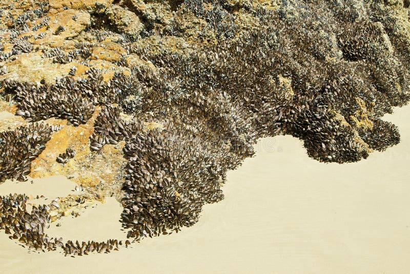 Sea muscles on rocks stock photo. Image of mollusk, alive - 70570554