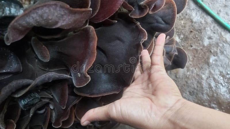 Black Mushrom stock photo. Image of dessert, iron, soil - 271671002