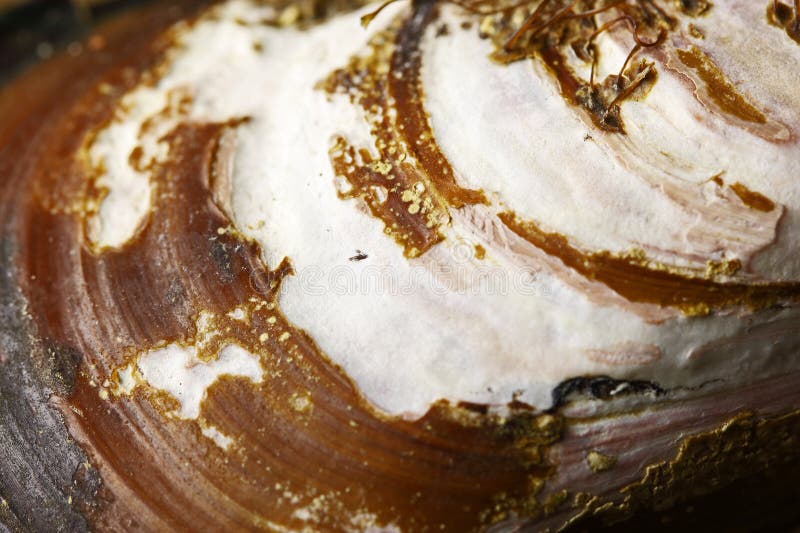 Black Mussel Shell with Flaking Layers Stock Image - Image of attached ...