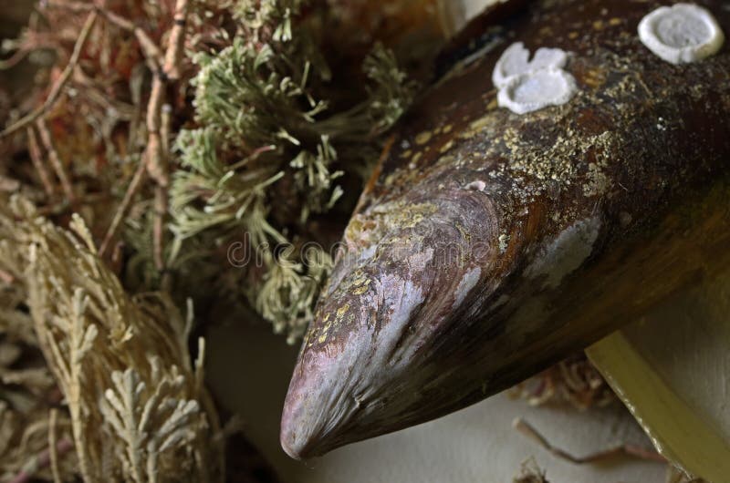 Calcified Structures Stock Photos - Free & Royalty-Free Stock Photos ...