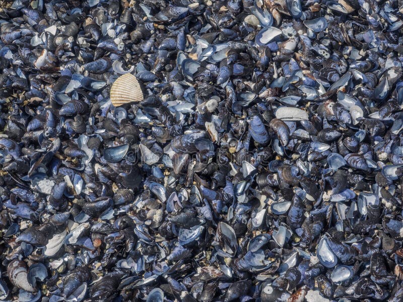 Black mussel shells stock image. Image of animal, mussels - 46229509