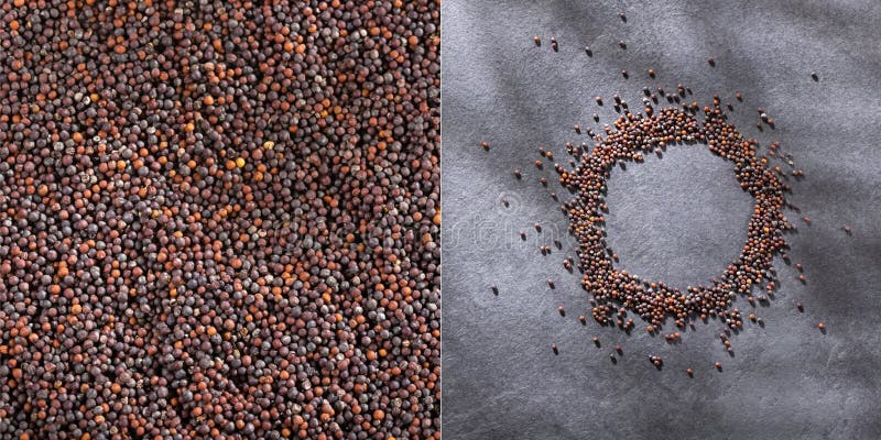 Black Mustard Grains, Small Round Seeds Stock Image - Image of food ...