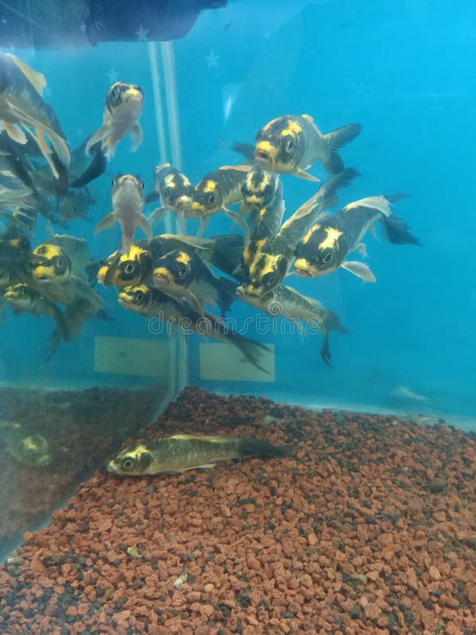 Black n gold colour fish stock image. Image of inside - 338084987