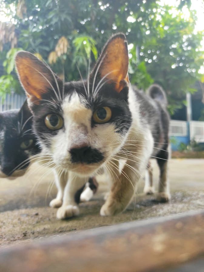 Black N White Cat in Front of the Camera Stock Photo - Image of ...