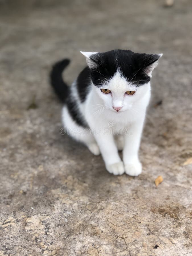 Blackâ€™n white cat stock image. Image of black, asia - 145783233
