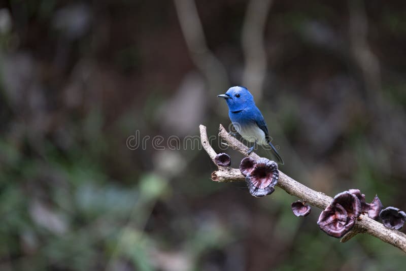 Black Naped Monarch stock photo. Image of color, extremely - 259582530