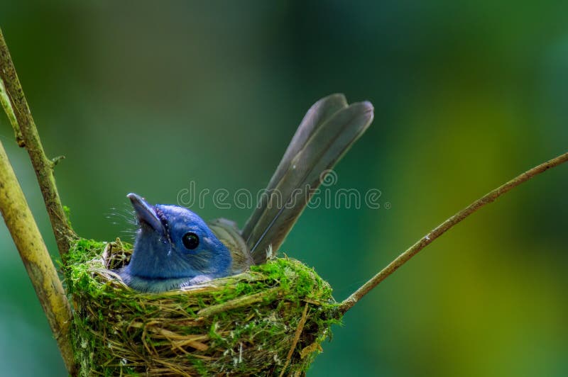 Black-naped Monarch stock photo. Image of forest, baby - 261505684