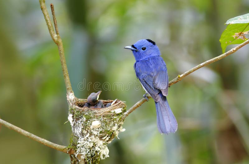Black-naped Monarch Hypothymis Azurea Stock Image - Image of children ...