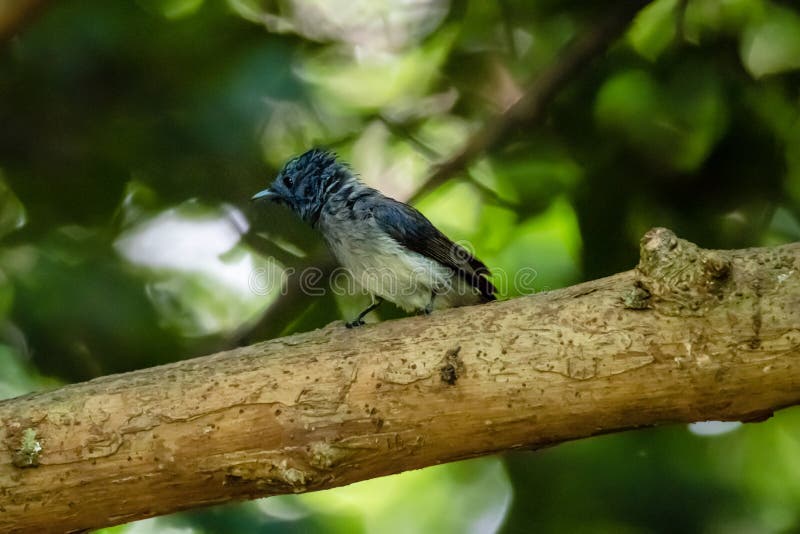 Black-naped Monarch Hypothymis Azurea in Real Nature in Thailand Stock ...