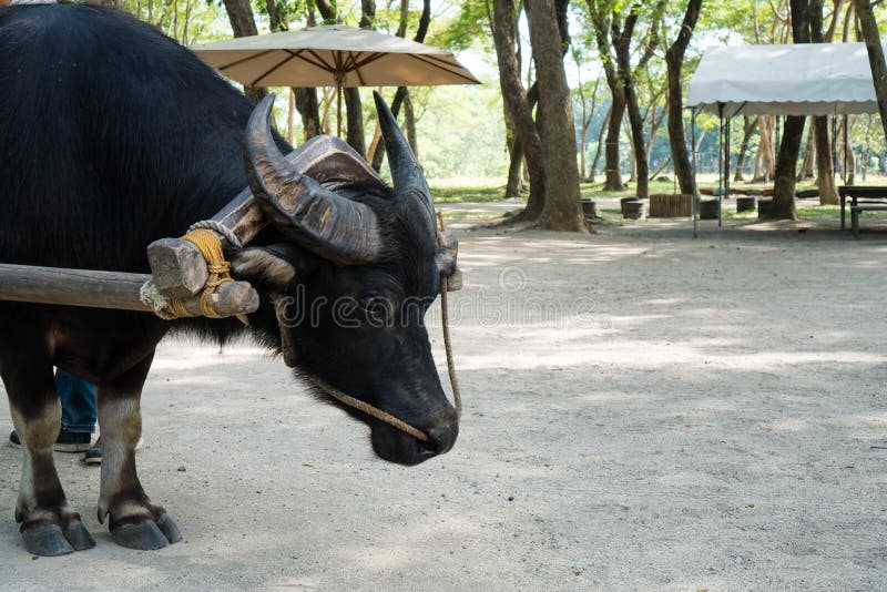 Black native carabao stock photo. Image of philippine - 135497576