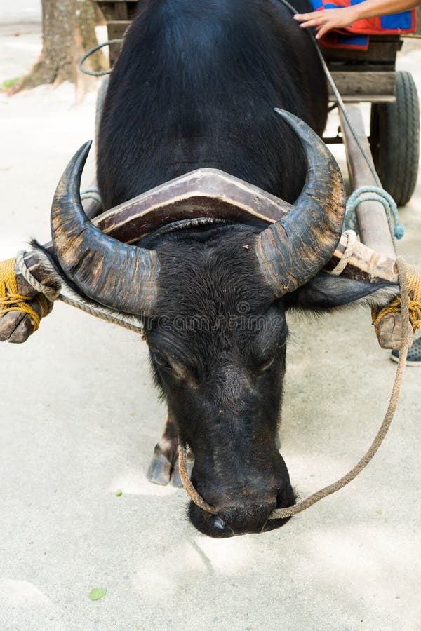 Carabao Head