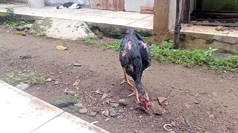 Black Native Chickens Look for Food Directly on the Ground Stock Video ...